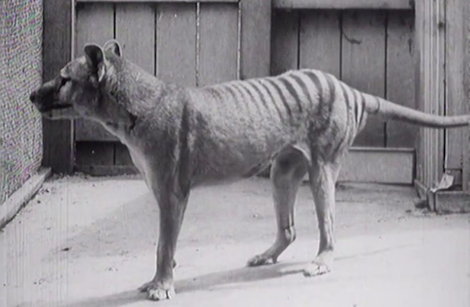 Extinction of thylacine | Australia’s Defining Moments Digital ...