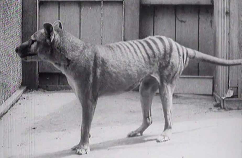 Extinction of thylacine | Australia’s Defining Moments Digital ...