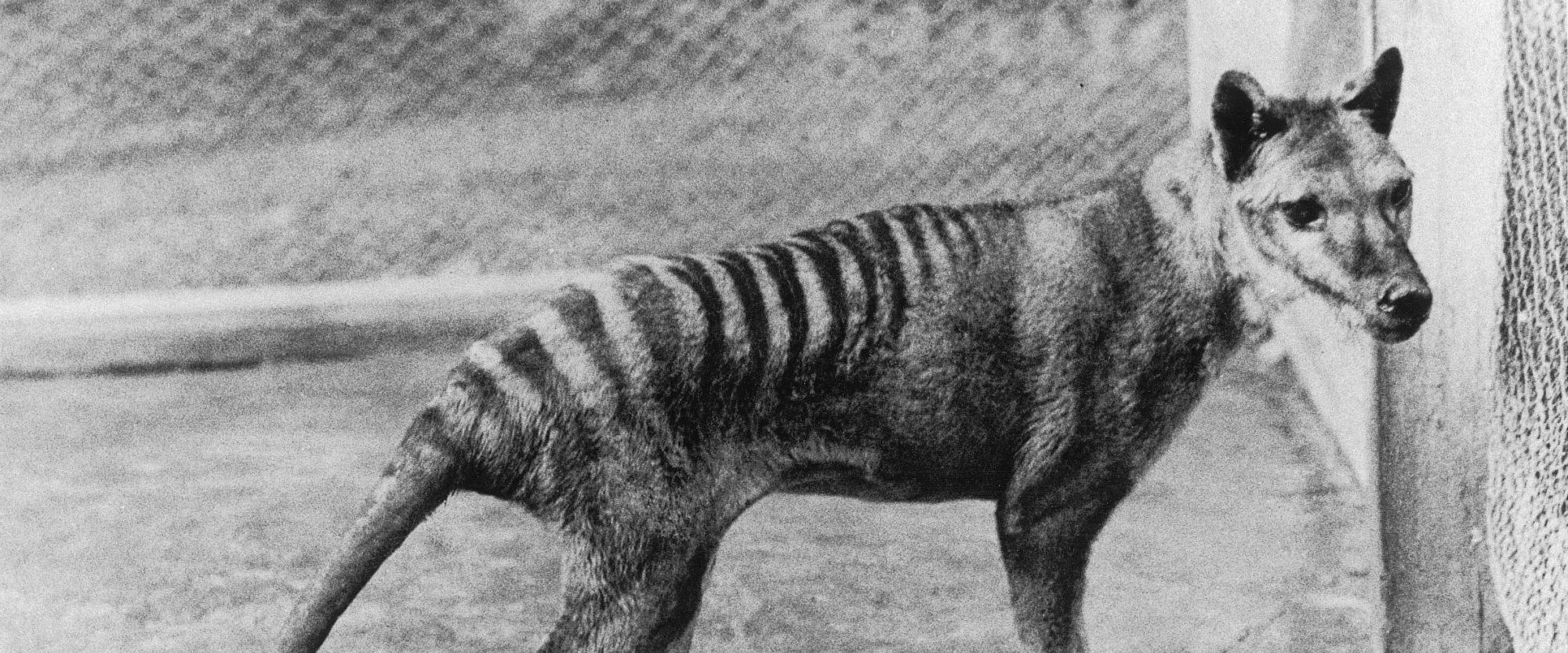 Extinction of thylacine | Australia’s Defining Moments Digital ...