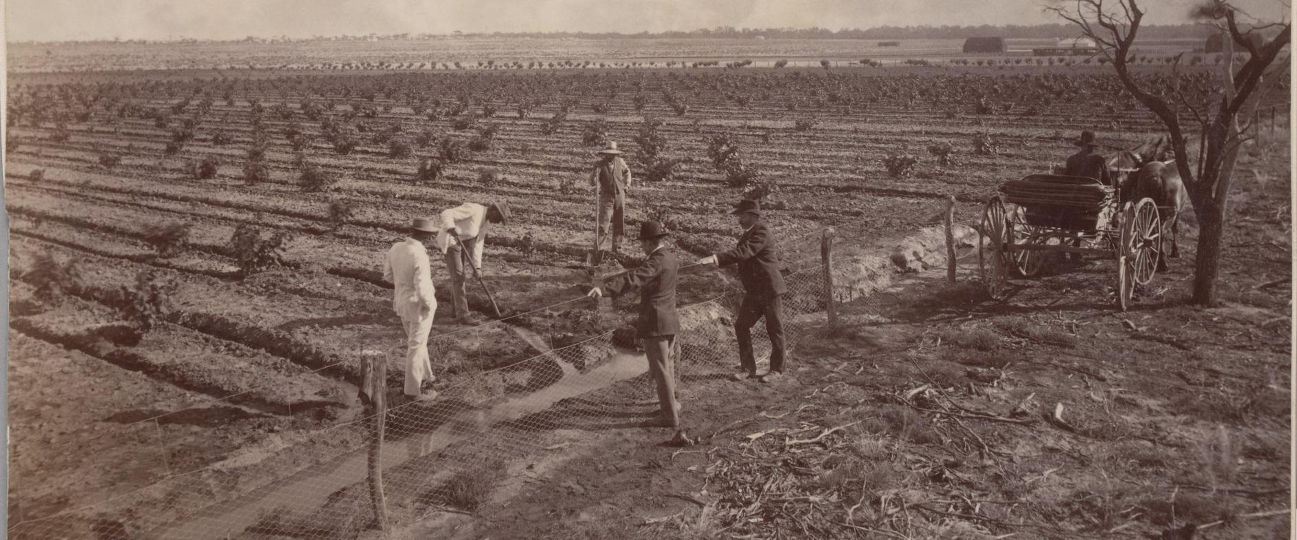 Murray River irrigation begins | Australia’s Defining Moments Digital ...