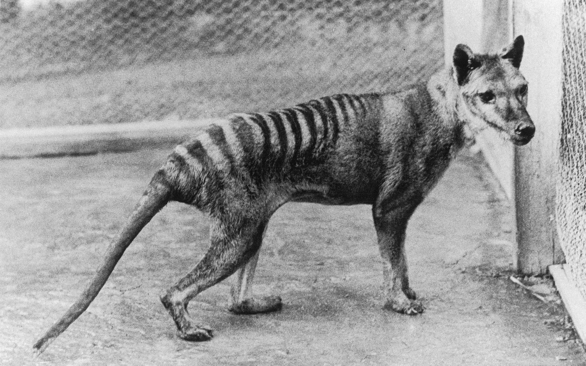 Separation of Tasmania | Australia’s Defining Moments Digital Classroom ...