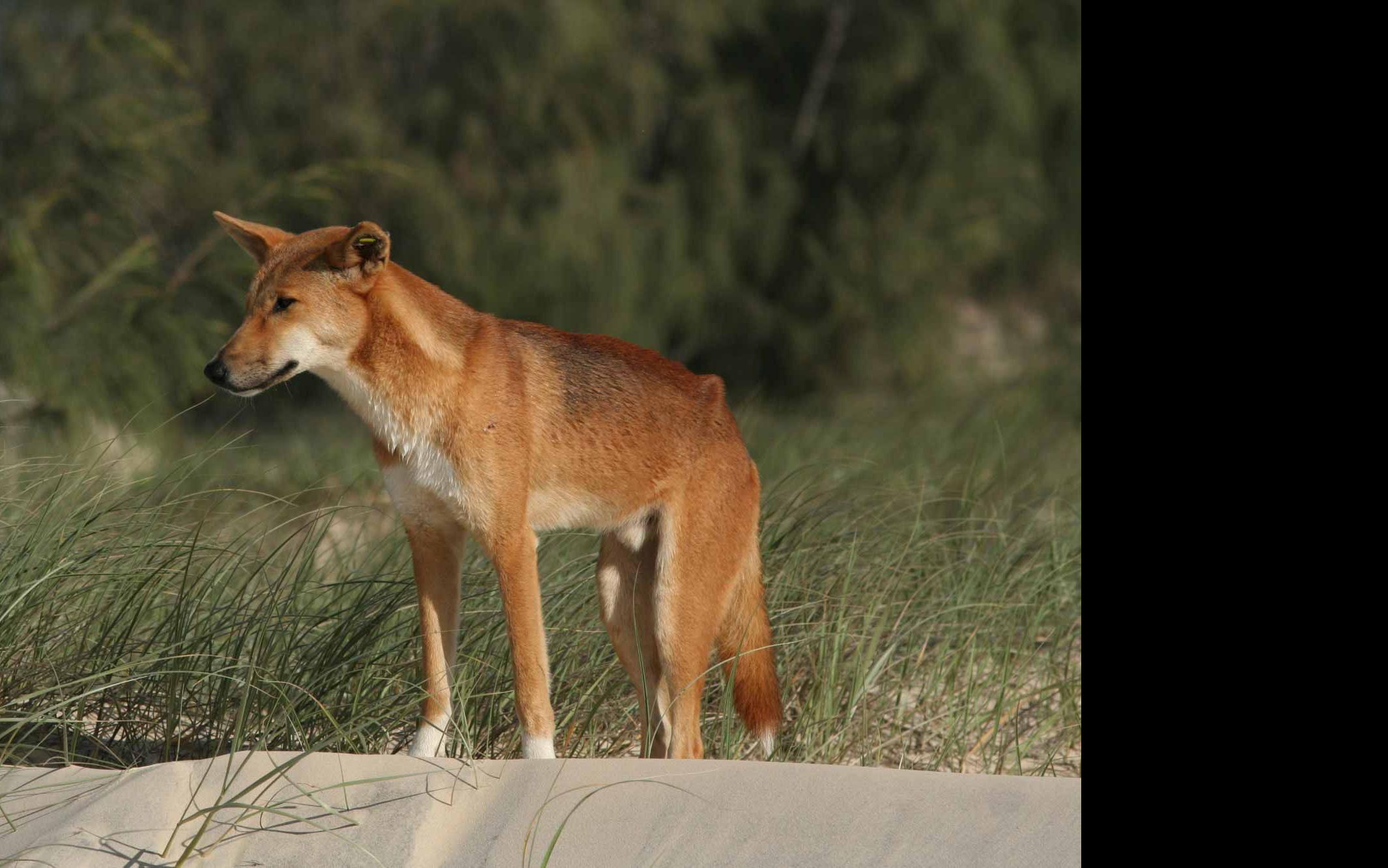 Extinction of thylacine | Australia’s Defining Moments Digital ...